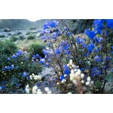 Seedville USA California Bluebell Seeds, Wild Canterbury Bells ...