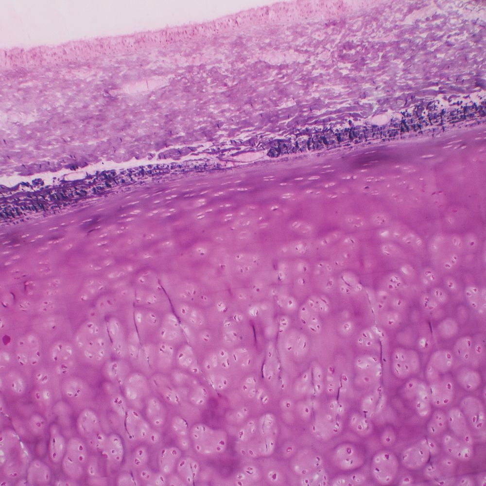 Trachea Slide Microscope