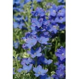 Better Homes & Gardens 2QT Blue Delphinium Blue Diamonds Live Perennial ...
