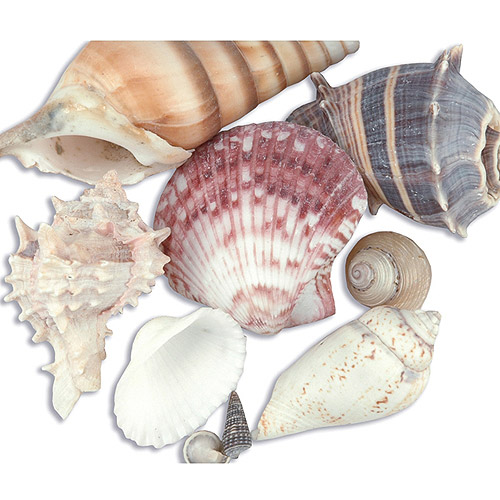 Sea Shell Mixes, Natural - Walmart.com