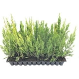 Spartan Juniper 10 Live Trees Juniperus Chinensis Evergreen Privacy ...