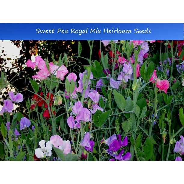 Flower SEEDS -Sweet Pea Royal Mix -20 Seeds - Rainbow Flowers ...
