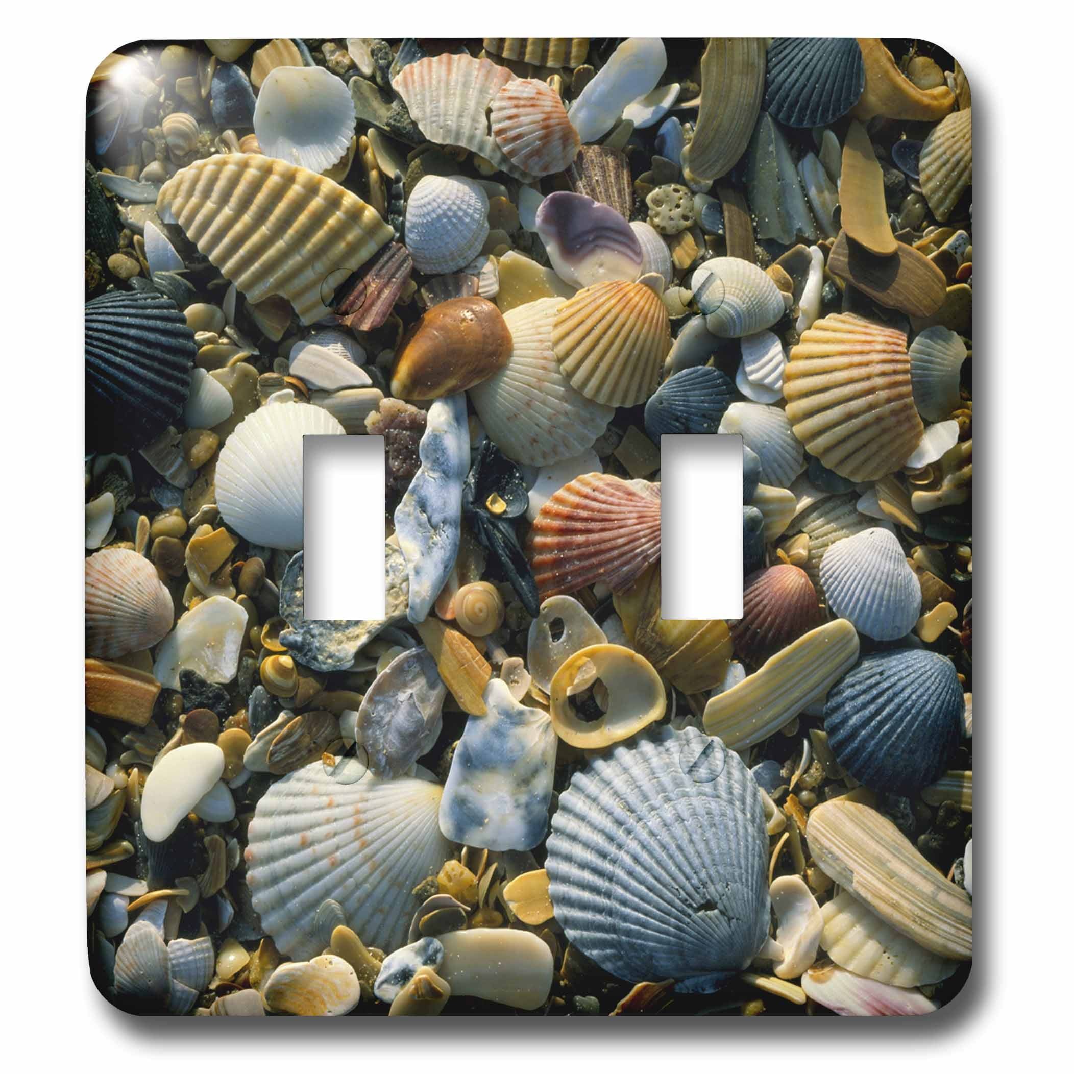CAPE HATTERAS beach shells, Outer Banks, NC - US34 SSM0000 - Scott T ...