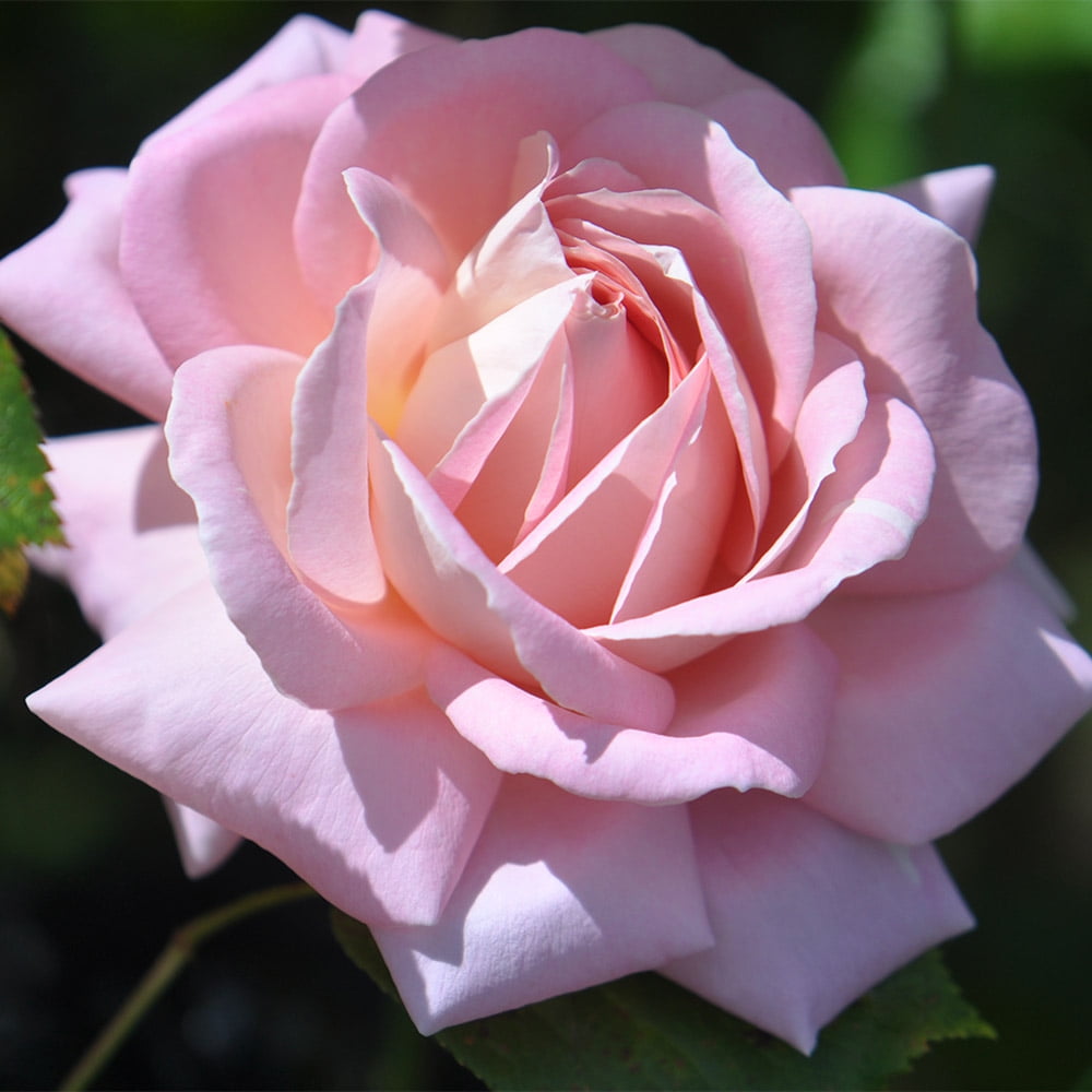 Heirloom Roses Rose Bush - Amazing Grace™ Shrub , Live Rose Plant ...