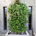 Confederate Jasmine Plants 1 Live 4 Inch Pot Trachelospermum ...