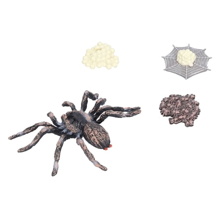 Sonew Lifelike Spider Growth Cycle Model Insect Figurines Life Cycle ...