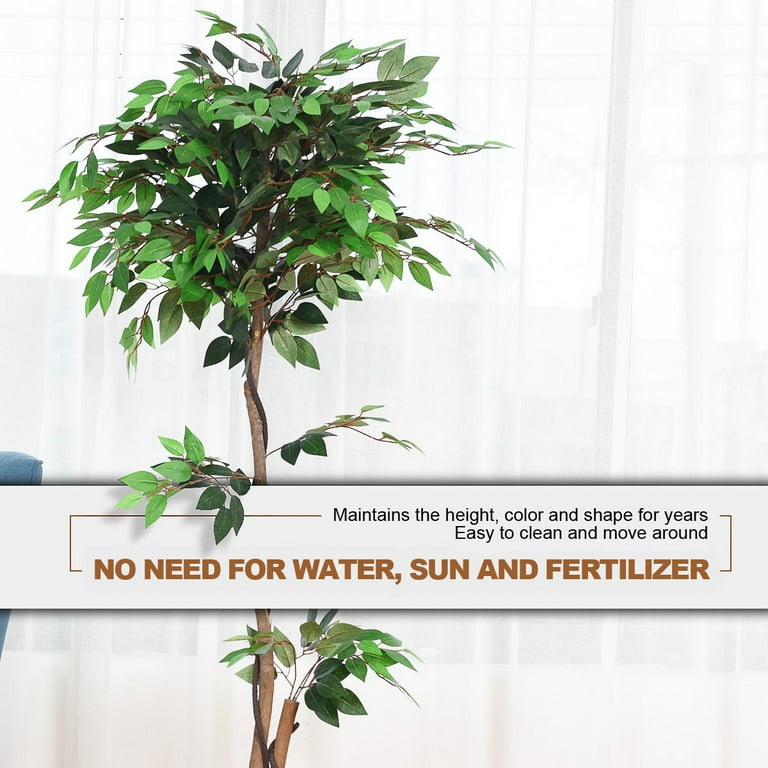 Outdoor Ficus Tree