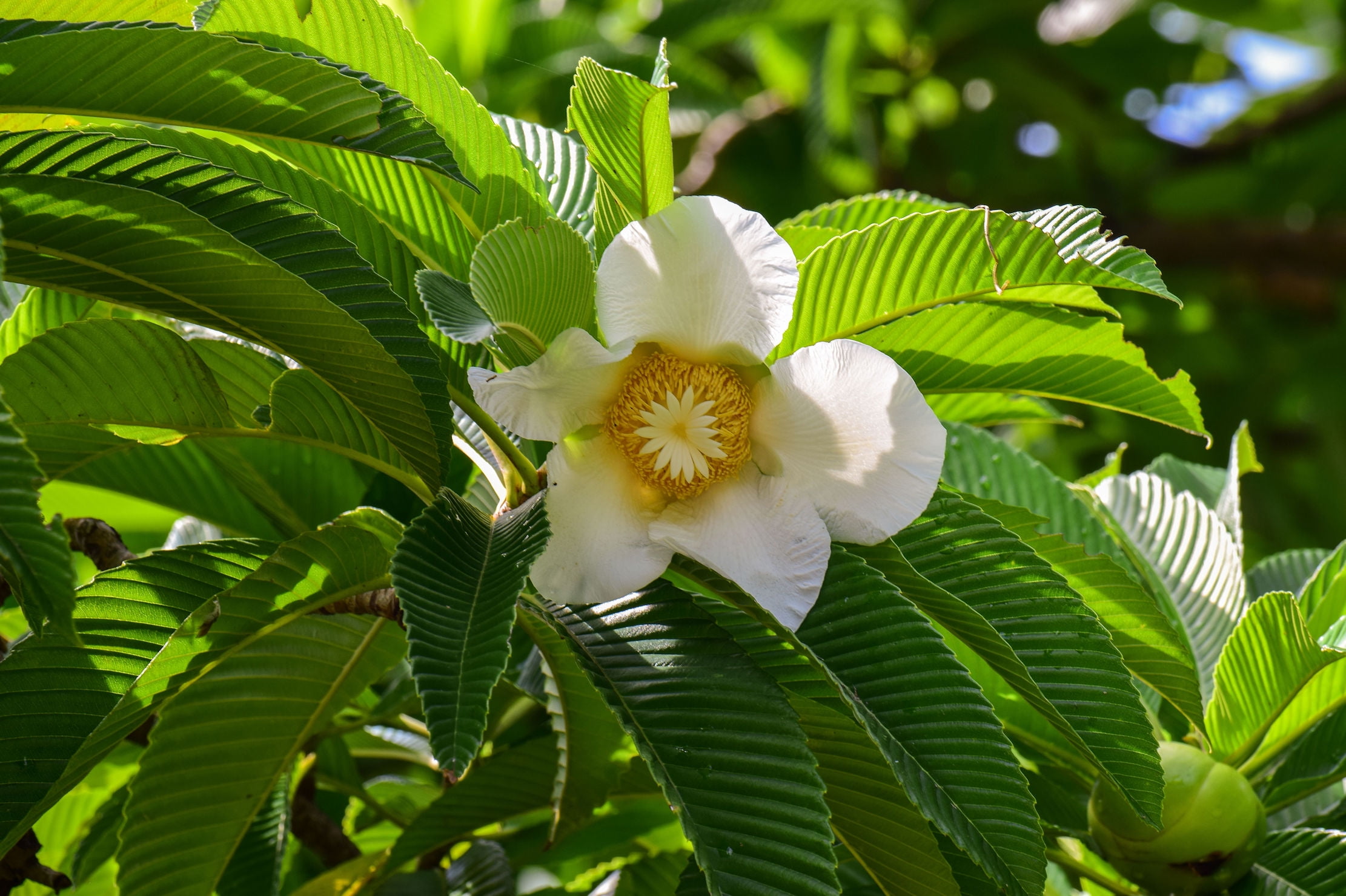 Tropical SEEDS =Elephant Apple Tree -20 Seeds -Small Tropical Tree ...