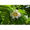 SEEDS = = Kadam Tree 20 Seeds -Orange Flowers sweet fragrance ...