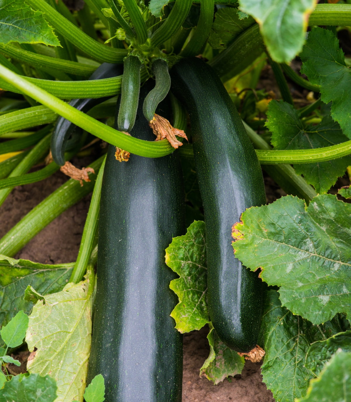 Earthcare Seeds - Zucchini Black Beauty Heirloom 30 Seeds (Cucurbita ...