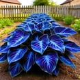 Noble Hostas For Planting-Midnight Blue Hostas-Perfect for Outdoor ...