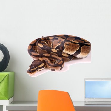 Snake Boa Snake Released Wall Decal by Wallmonkeys Peel and Stick ...