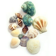 Coco Midrib Sea Shell Pack: Natural, 6 inches - Walmart.com