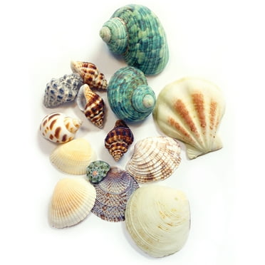 Coco Midrib Sea Shell Pack: Natural, 6 inches - Walmart.com