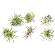 Home Botanicals Unique Air Plant (Collection of 3) - Walmart.com