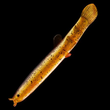 Fishing Lures Artificial Bait Mudskipper Realistic Appearance Fishing ...