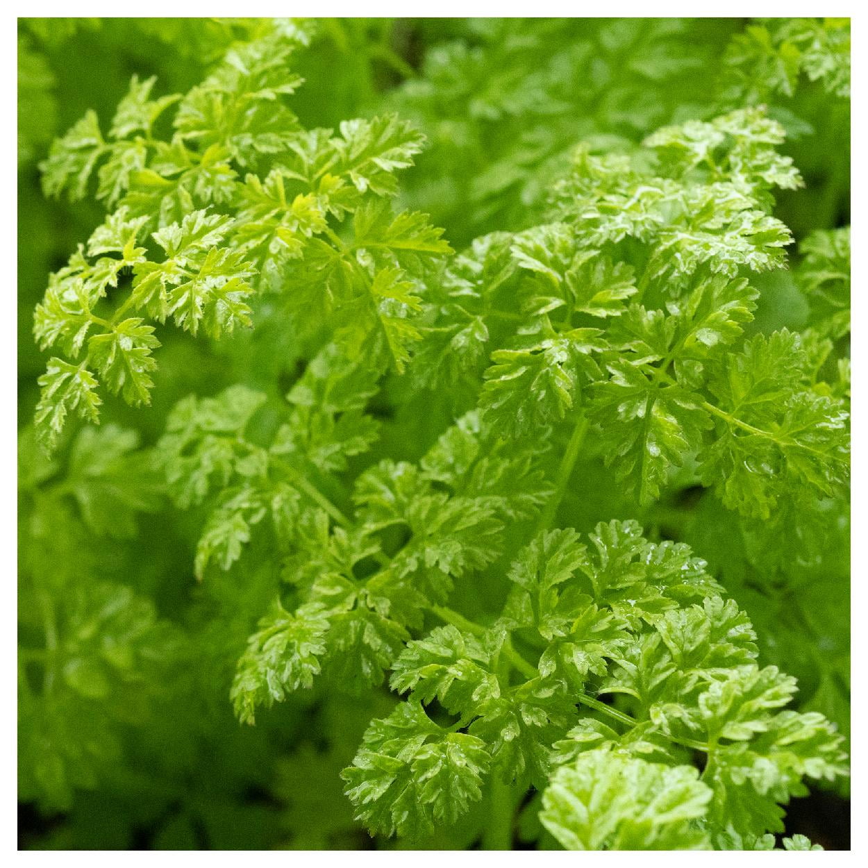 Everwilde Farms - 1 oz Winter Chervil Herb Seeds - Gold Vault Bulk Seed ...