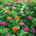 Burpee Giant Flowered Zinnia Flower Seeds, Huge Double Blooms - Walmart.com