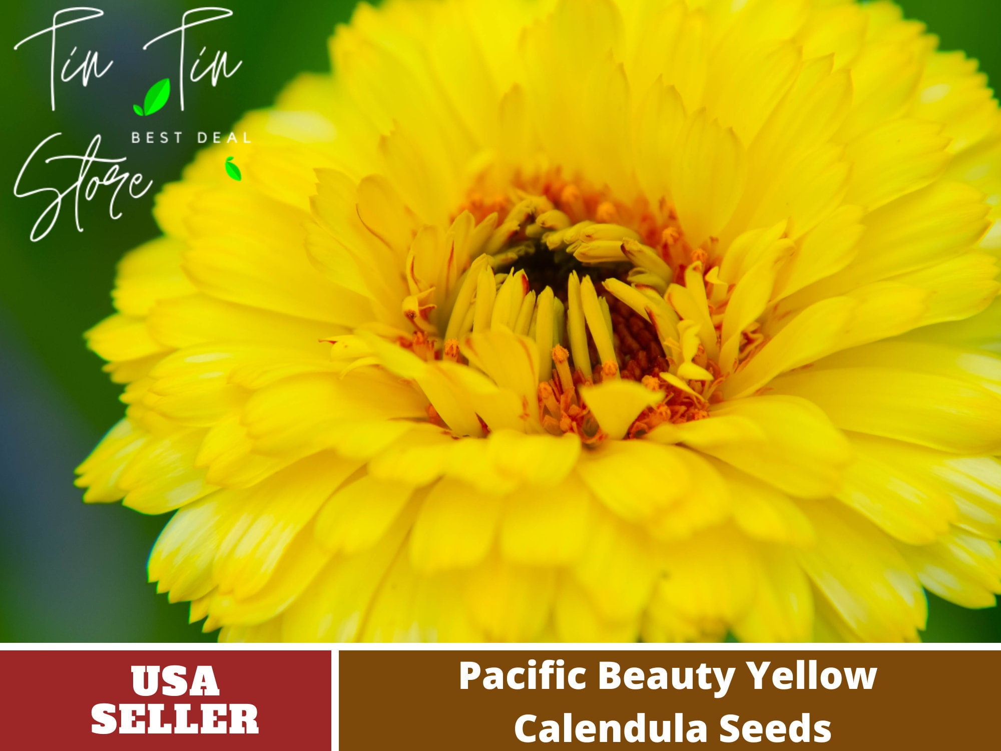 50+ Seeds| Pacific Beauty Yellow Calendula Flower Seeds [BUY 3 GET 1 ...