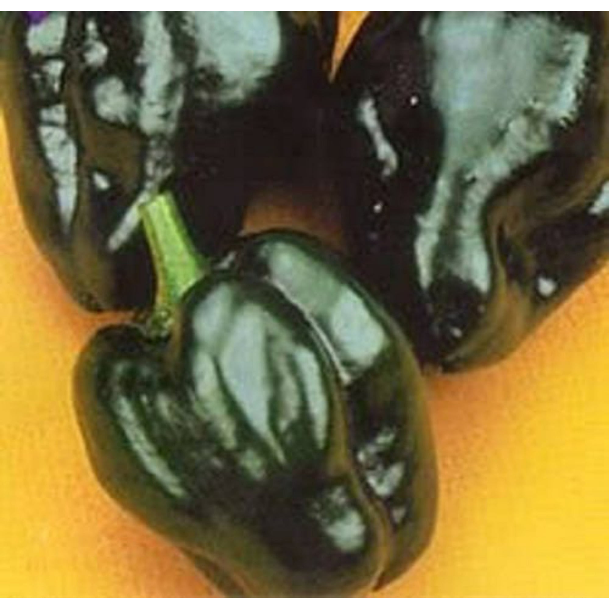 Click here for Seedville Usa 50 Ancho Poblano Pepper Chili Pepper... prices