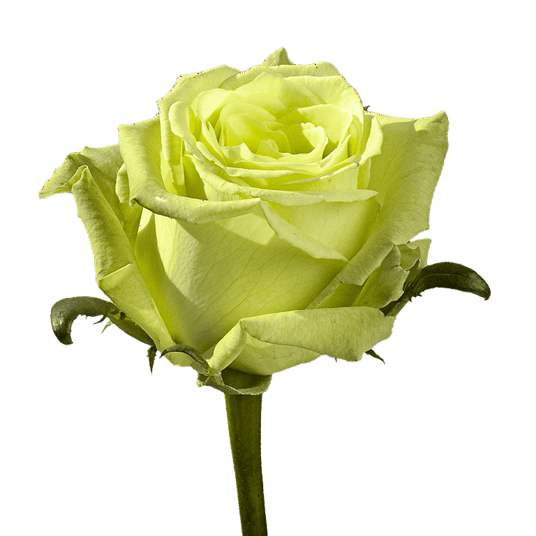 Light Green Roses