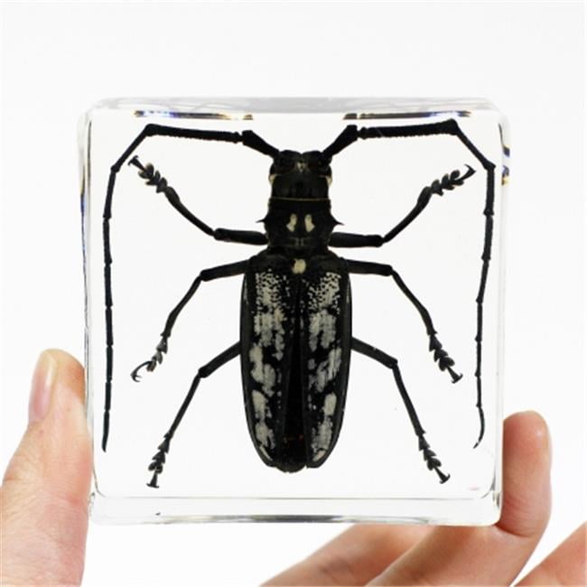 Ed Speldy East Company PW401 Real Bug Longhorned Beetle Paperweight ...