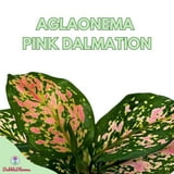 BubbleBlooms Aglaonema Pink Dalmation Chinese Evergreen Lady Valentine ...