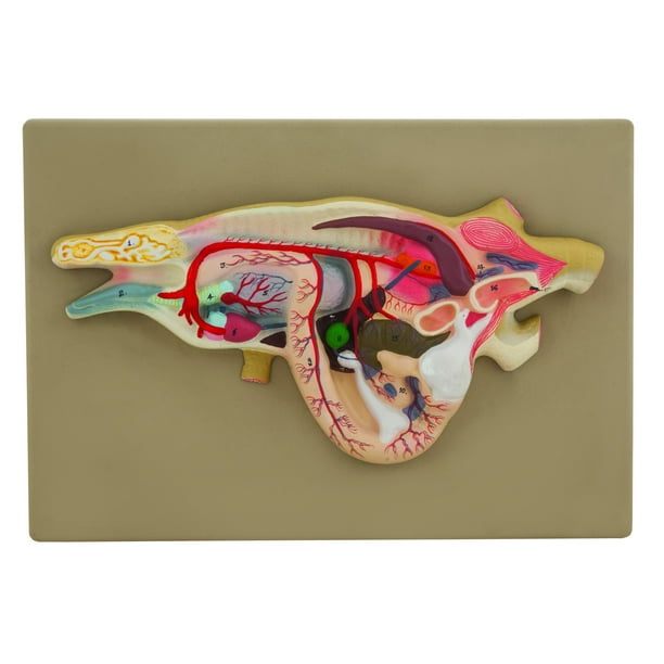 Lizard Dissection Model - Mounted on 13" x 9" Plastic Base - Reptile ...