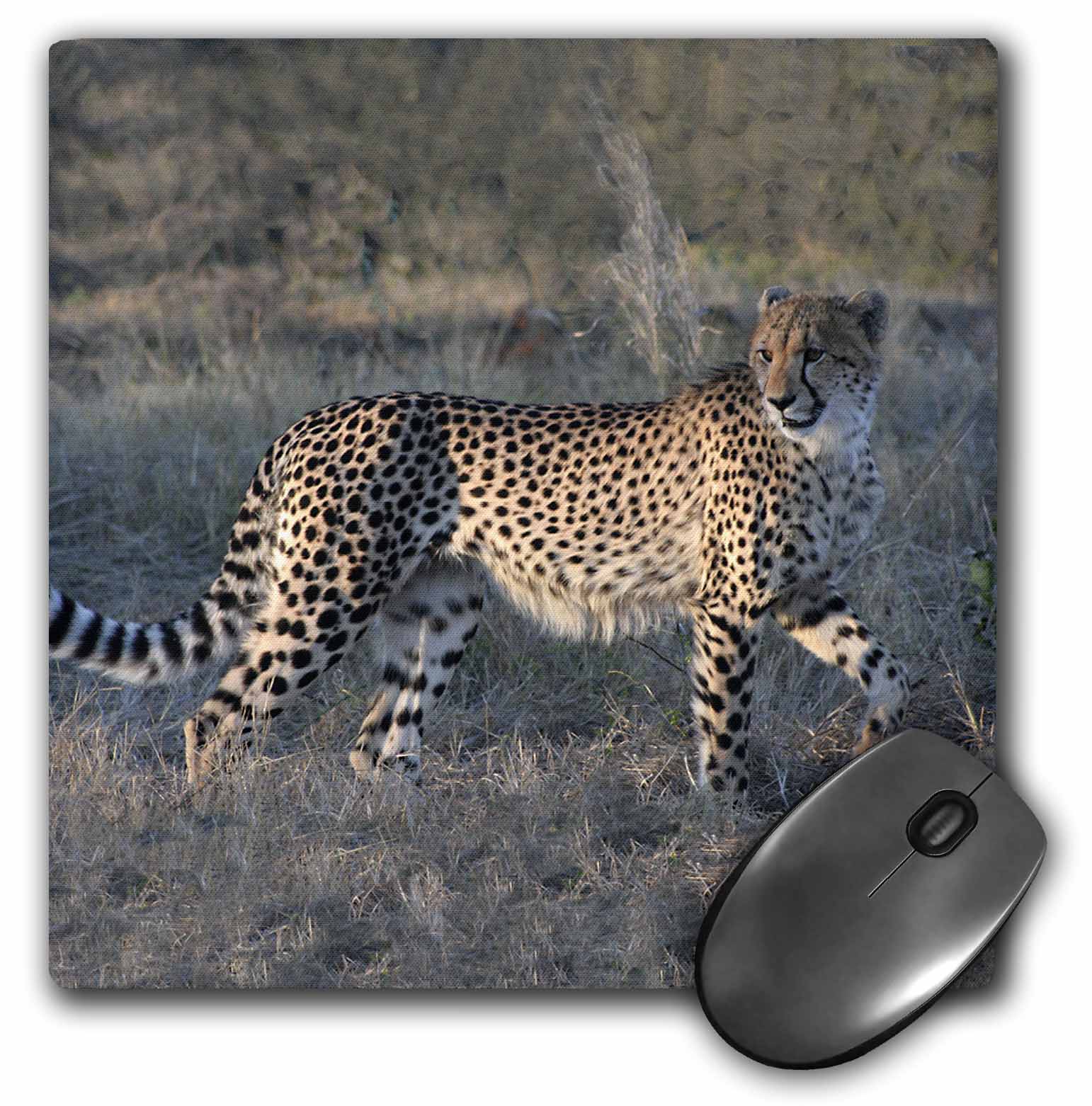 3dRose South African Cheetah trotting side view, Mouse Pad, 8 by 8 ...