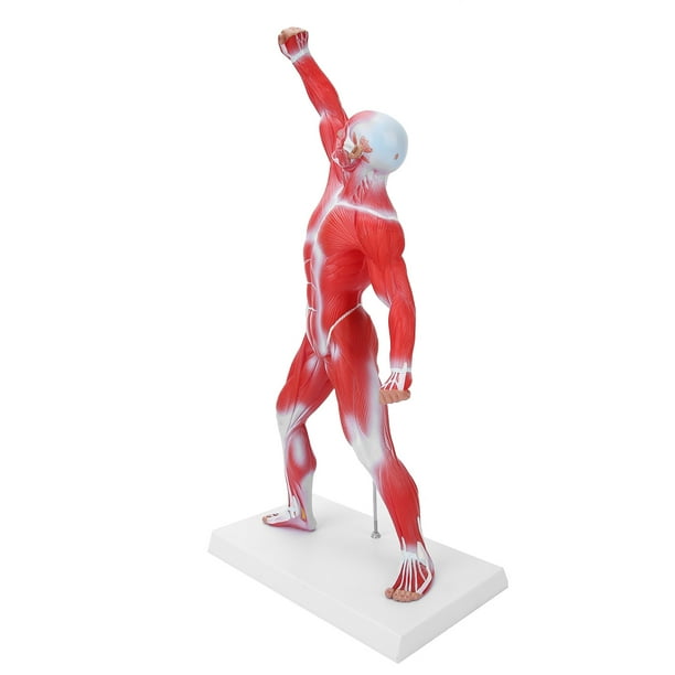 Muscles Model, Muscular System Model Durable Human Muscles Model Body ...