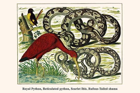 Royal Python, Reticulated python, Scarlet Ibis, Rufous-Tailed shama ...