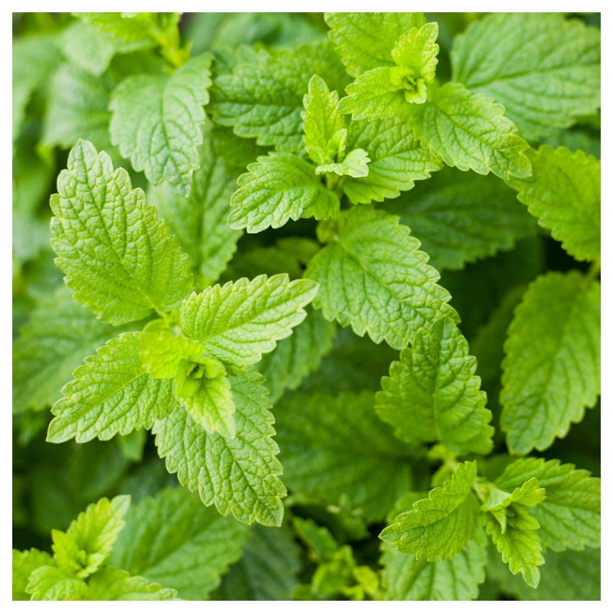 Everwilde Farms - 1 oz Organic Catnip Herb Seeds - Gold Vault Bulk Seed ...