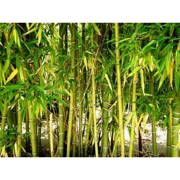 Dove Proso Millet Seed - 1 Lb. - Walmart.com