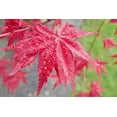 Red Lace Leaf Japanese Maple 30 Seeds - Acer Palmatum Atropurpureum ...