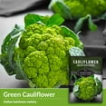 5Packs Green Macerata Cauliflower Seed - Heirloom Biennial Full Sun ...