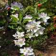 Expert Gardener 2-3' Sweet Treat™ Columnar Apple Live Tree in 1 gal ...
