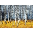 wall26 - Beautiful Aspen Trees Fall Colors - Landscape - Wall Mural ...