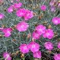 Dianthus Seeds - Cheddar Pink Ground Cover Seed - 2000 Seeds - Walmart.com
