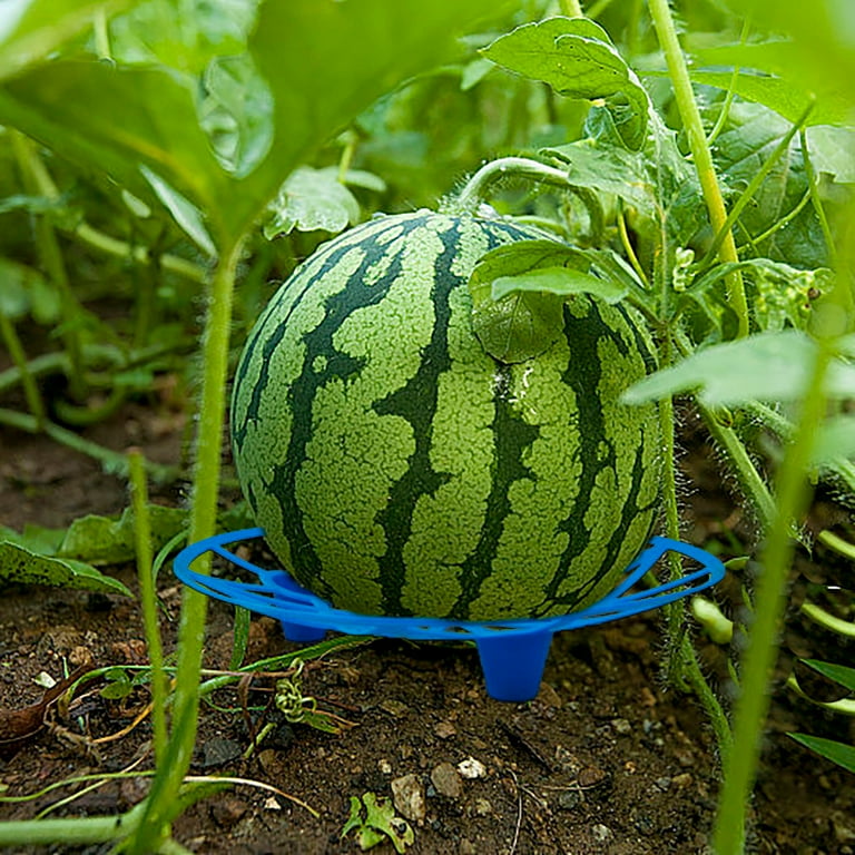 Melon Garden Plant Support