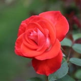 Heirloom Roses - Smokin’ Hot™ Hybrid Tea Rose Plant , Repeat Blooming ...