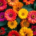 2 Zinnia Plants Live 4 Inch Pot, Flowering Annual Plant for Garden ...