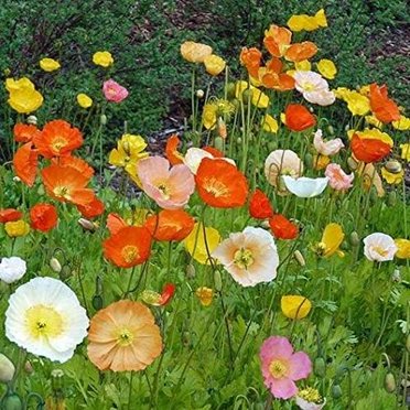 Iceland Poppy Seeds Flower Mix, 3000 Heirloom Flower Seeds Per Packet ...