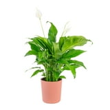 Costa Farms Plants with Benefits Live Indoor Plant Foliage Assorted in ...