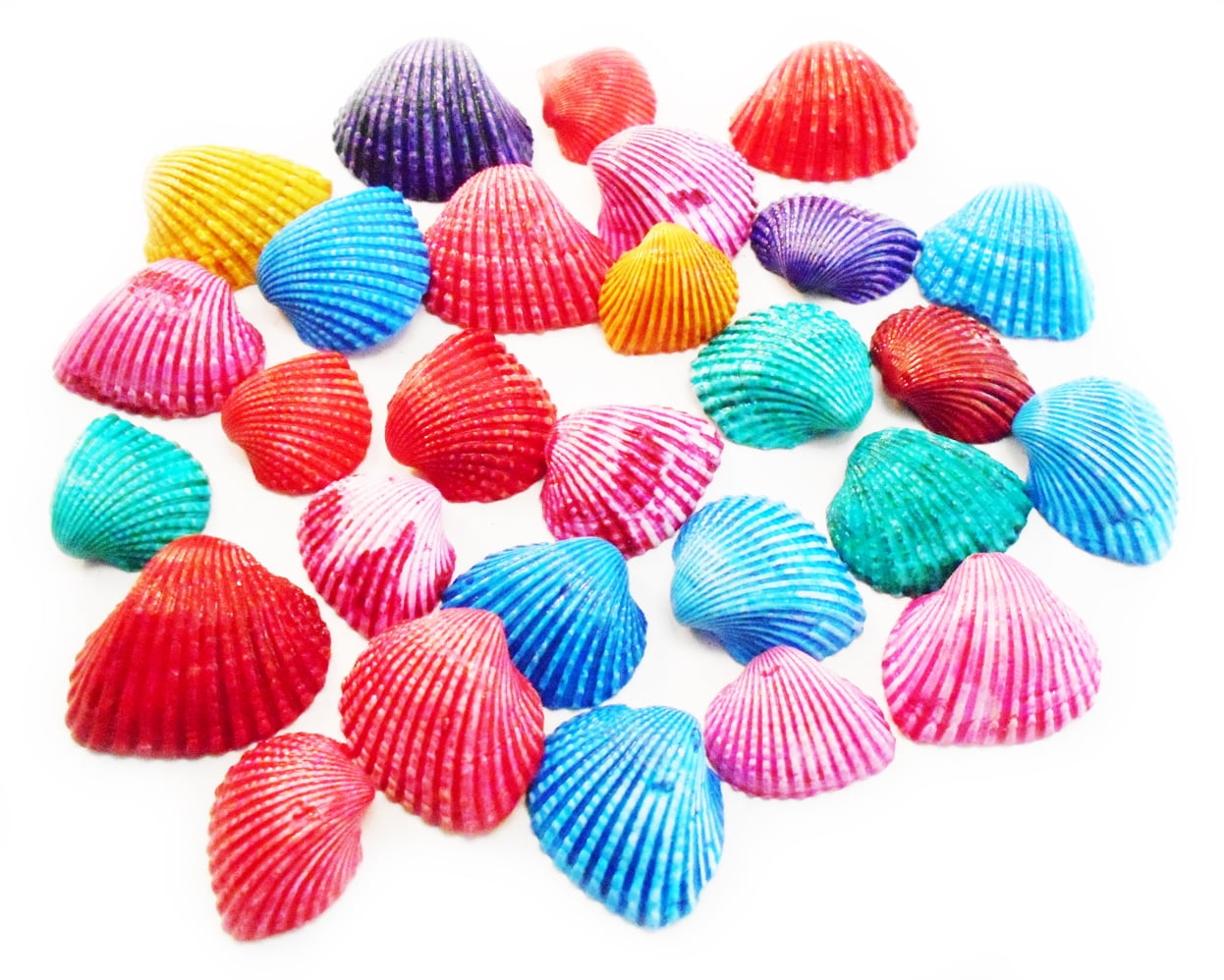Bulk 1 Lb (400+) Tiny Dyed Ark Shells Mini Seashells (1/2-3/4") Beach ...