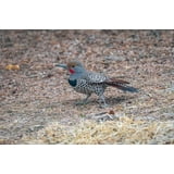 Theodore, George and Marilu 24x17 Black Ornate Wood Framed with Double ...