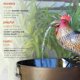 Alpine Corporation 20" Tall Metal Rooster Fountain, Multicolor ...