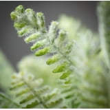 Sullivans Artificial Mini Mint Green Fern Bush 16"H Green - Walmart.com
