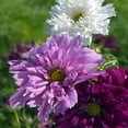 Drought Tolerant Cosmos Bipinnatus Double Click Garden Flower Plant ...