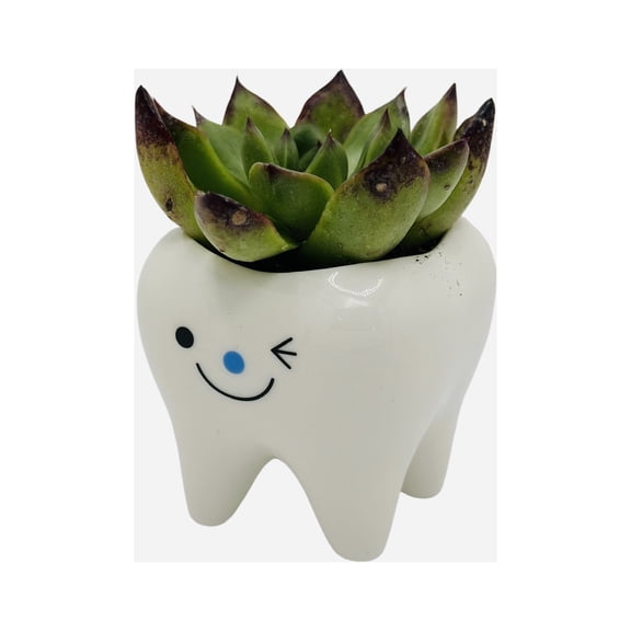 CZ Grain 1 Pot | 3 Inch | Small Succulent Ceramic Teeth Pot, Cute Home ...