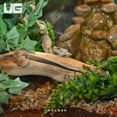 COMPLETE 20 Gallon Tree Frog Setup - Deluxe - With Tank - Walmart.com